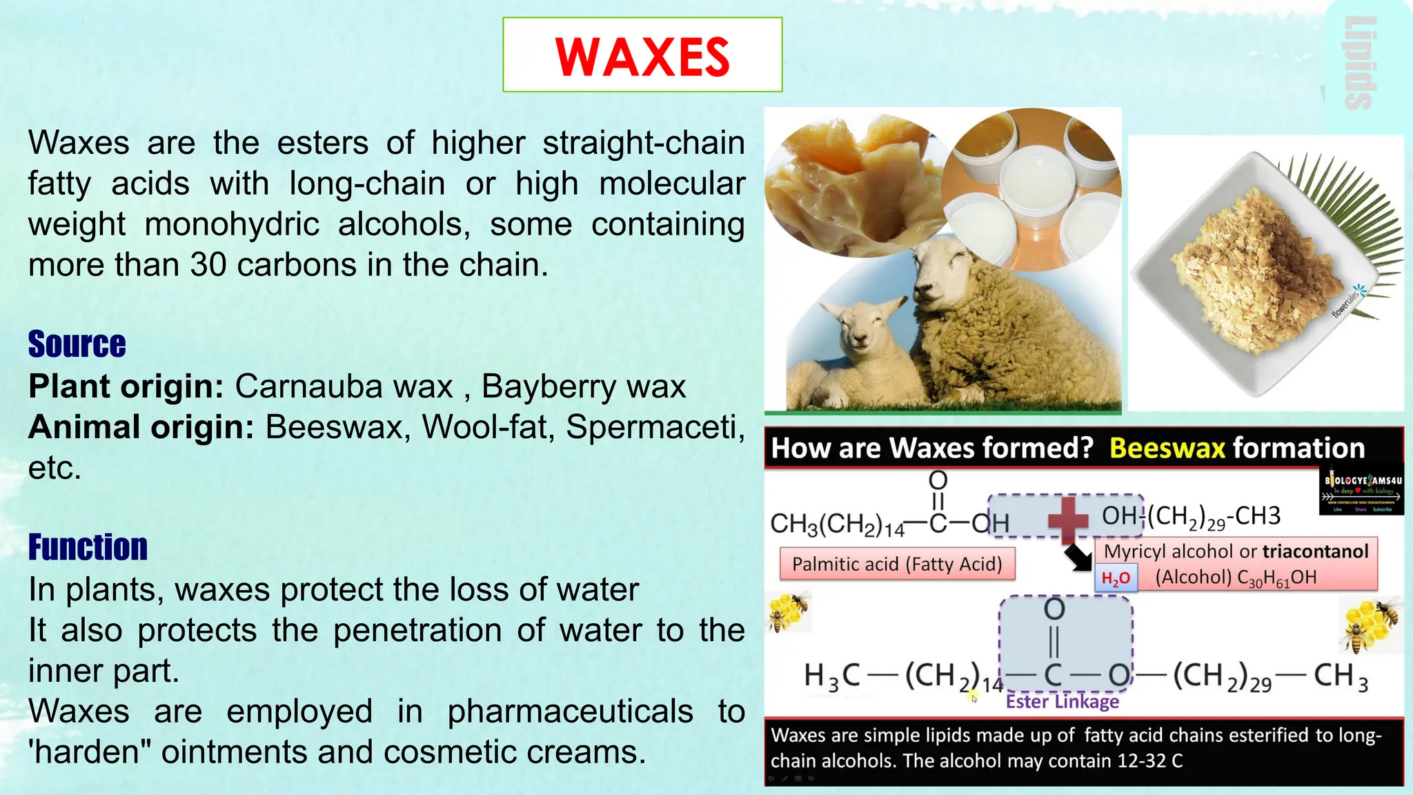 Pharmacognosy:LIPIDS_Main Lecture Notes ppt | PPTX
