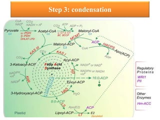 lecture note lipidsmetabolism-160606064130.pptx