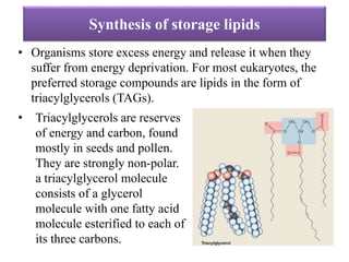 lecture note lipidsmetabolism-160606064130.pptx