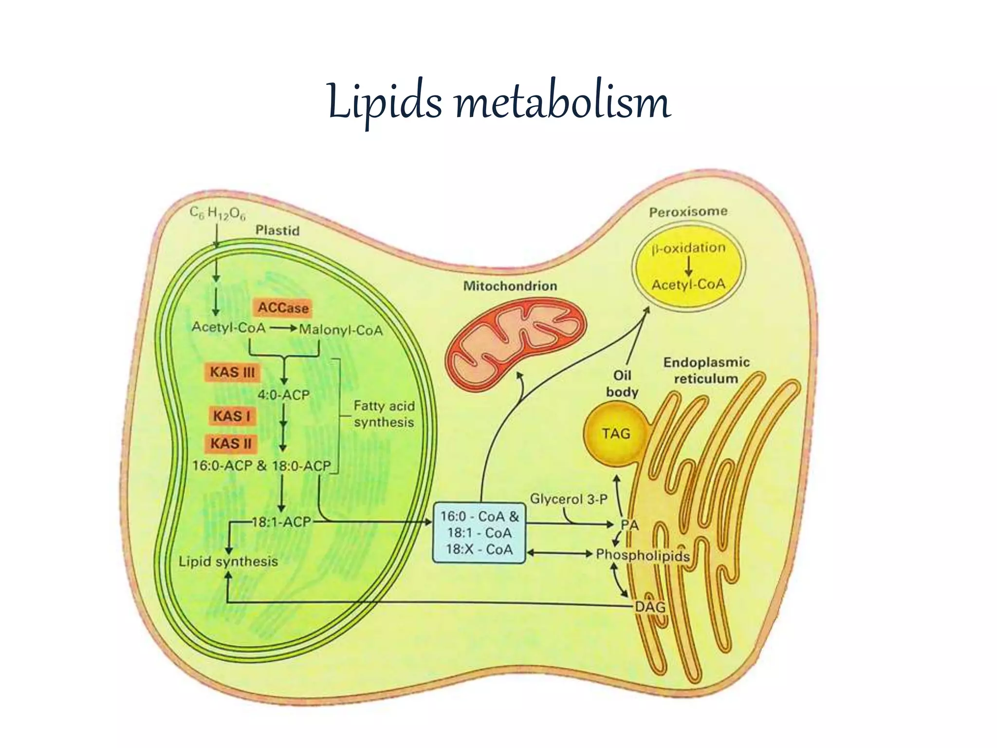 Lipids metabolism in plants | PPTX
