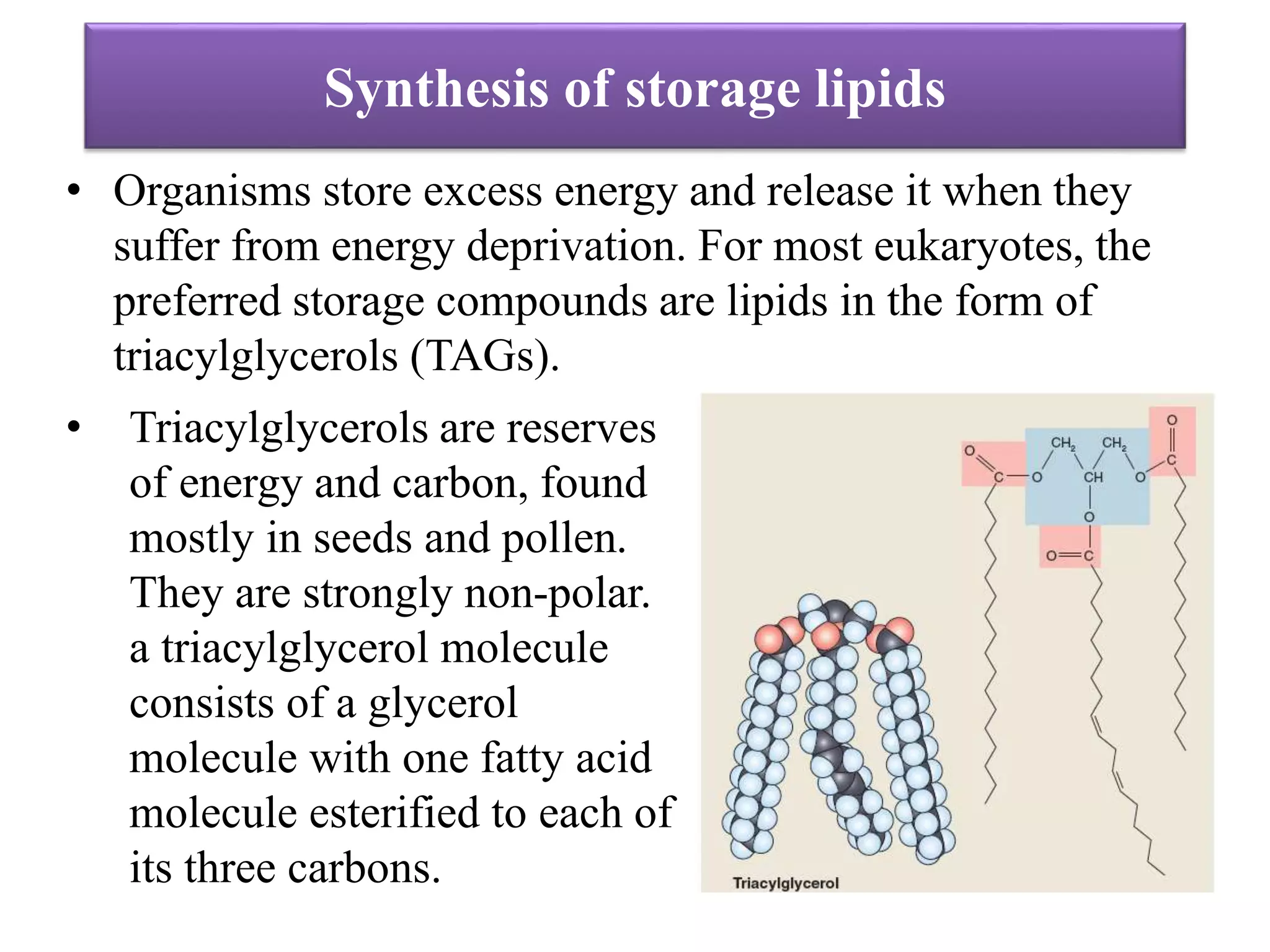 Lipids metabolism in plants | PPTX