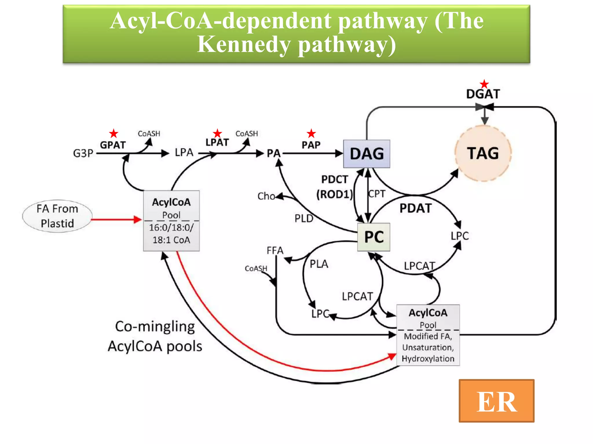 Lipids Metabolism In Plants Pptx