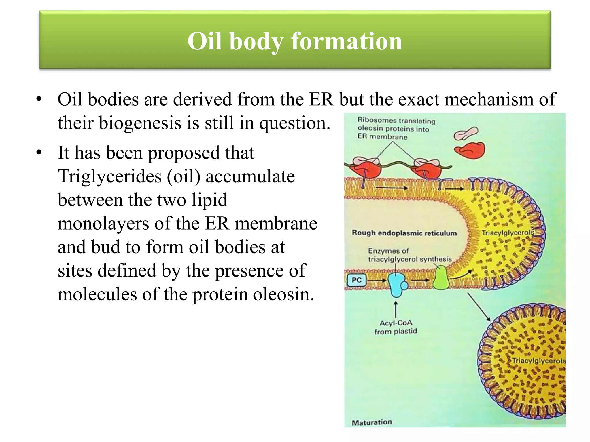Lipids metabolism in plants | PPTX