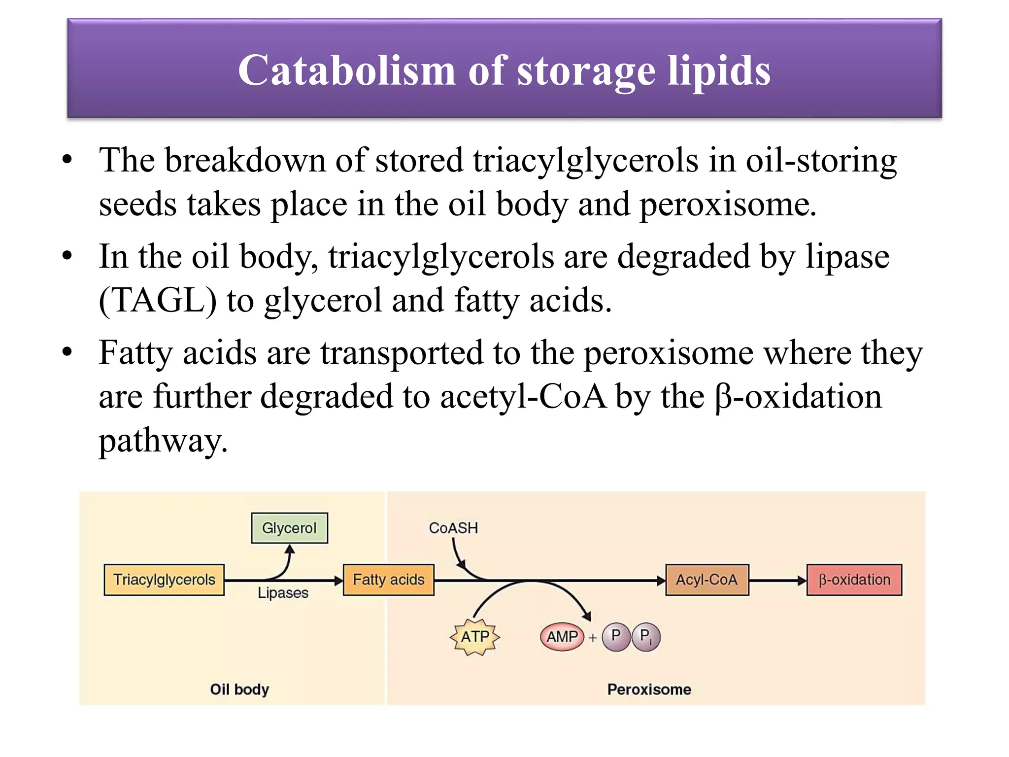 Lipids metabolism in plants | PPTX