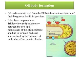 Lipids metabolism in plants | PPTX