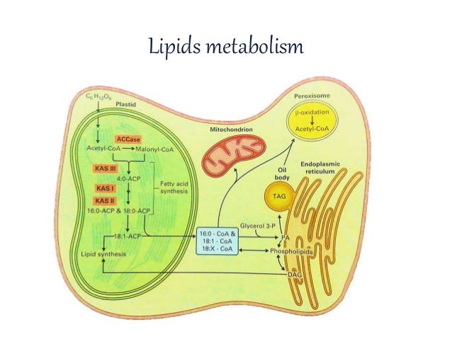 Lipids metabolism in plants