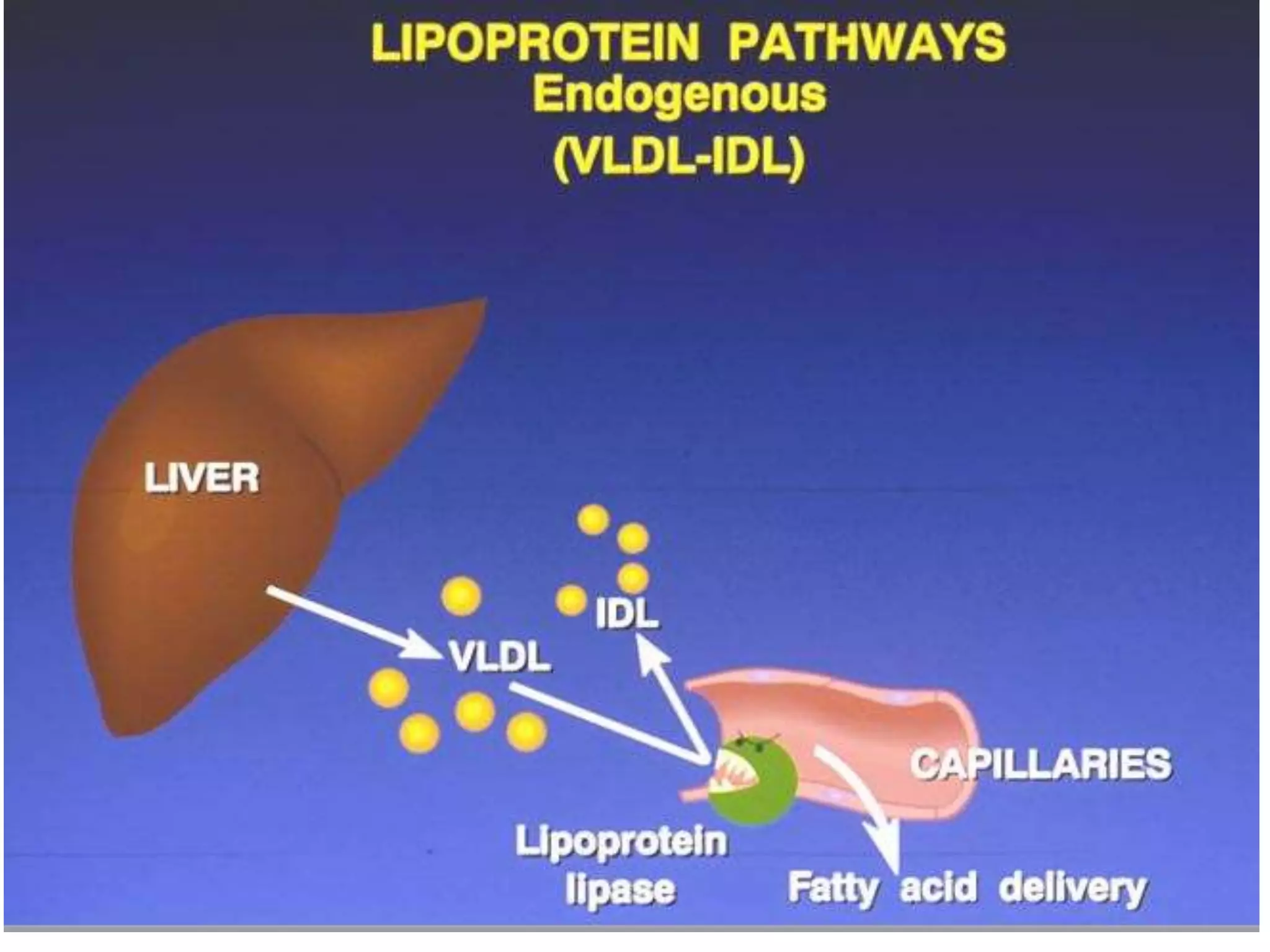Lipids Metabolism.ppt