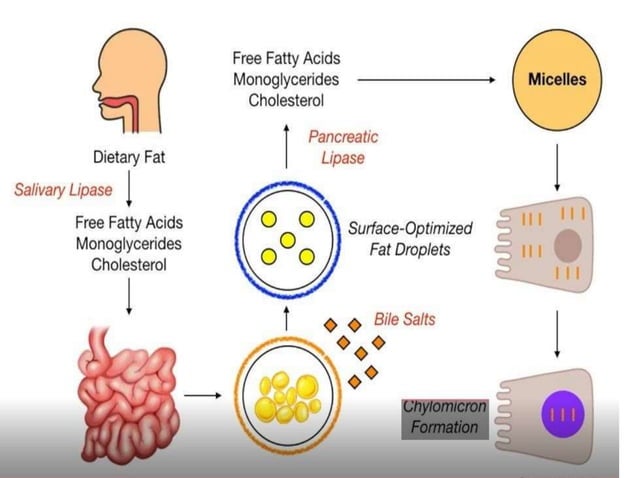 Lipids Metabolism.ppt