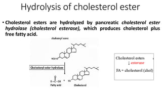 Lipids metabolism 1234665585258255 .pptx