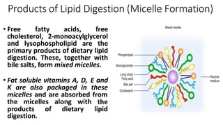 Lipids metabolism 1234665585258255 .pptx