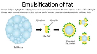 Lipids metabolism 1234665585258255 .pptx