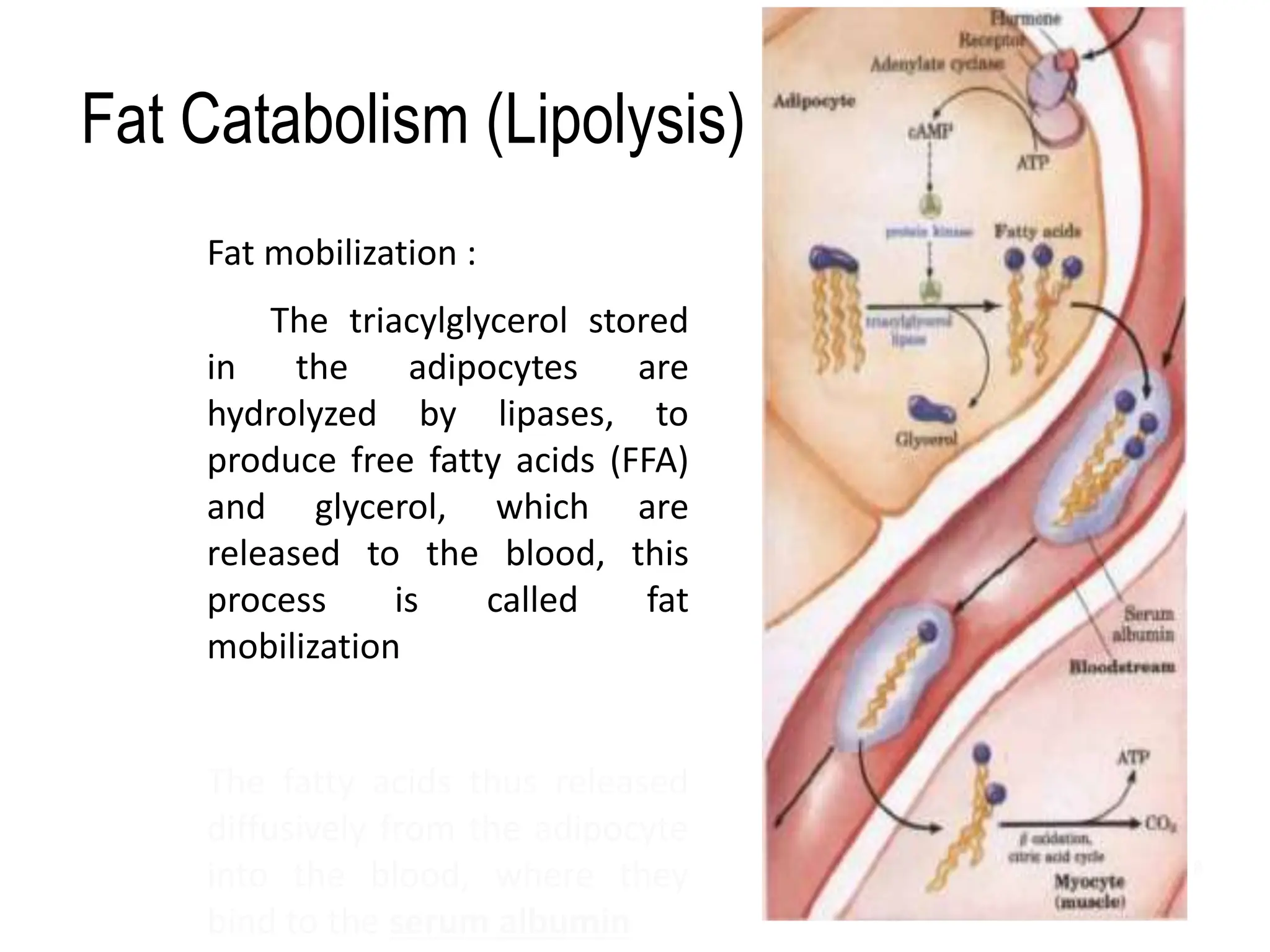 Lipids Metabolism.pptx lipid metabolism lipids metabolism | PPT