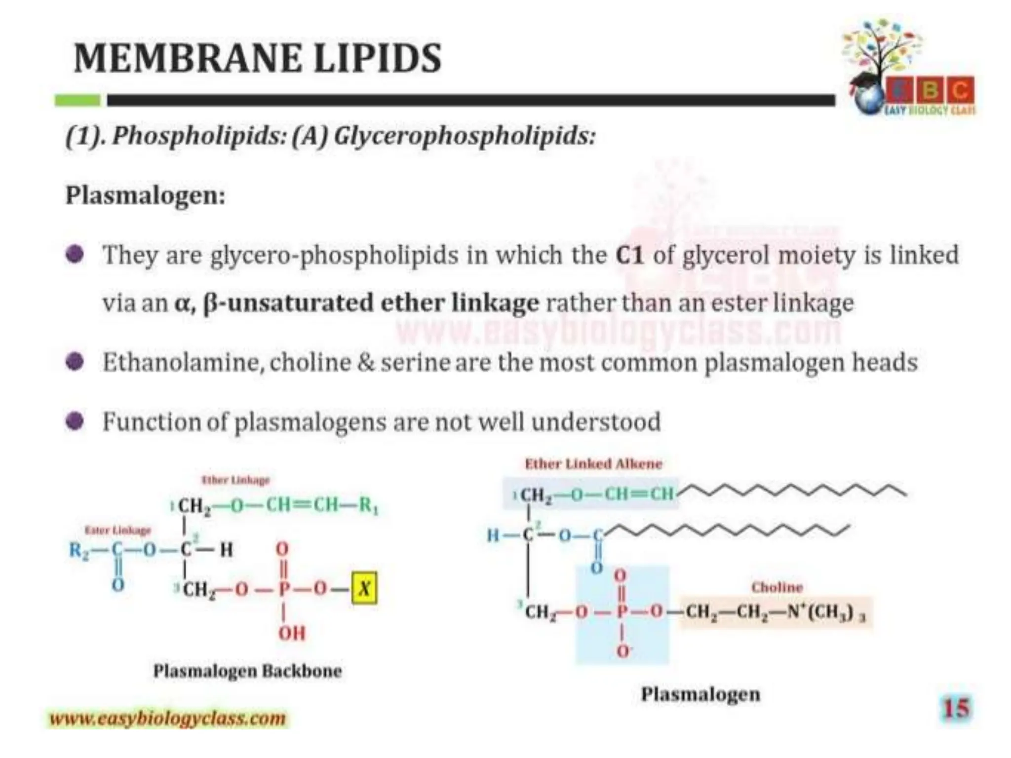 lipids metabolism biochemistry.......... | PPT