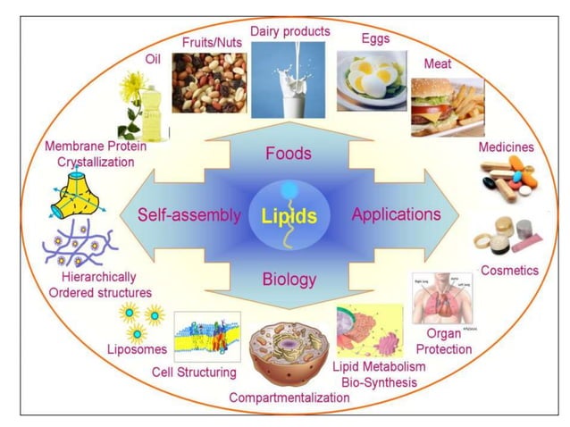 lipids metabolism biochemistry.......... | PPT