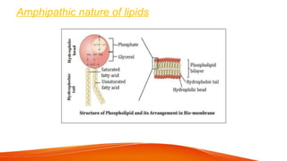 LIPIDS BIOCHEMISTRY II SEM B.PHARM NOTES ppt.pptx