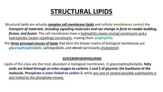 Introduction to lipids.pptx
