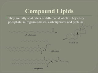 Lipids classification & their detailed identification | PPTX