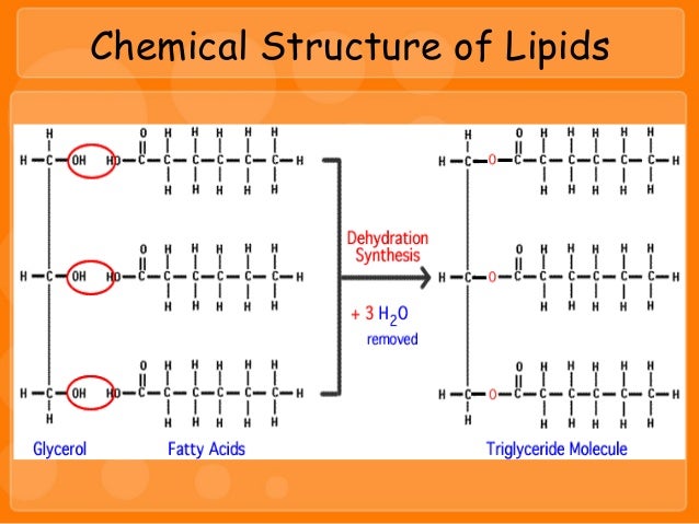 Elemental Makeup Of Lipids - Mugeek Vidalondon