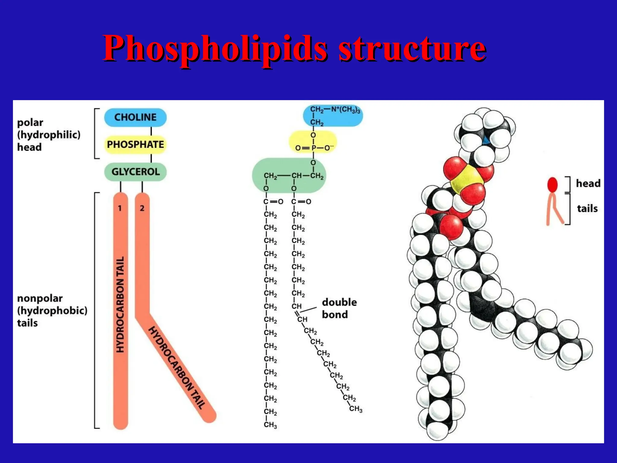 Lipids_structure_classification_functions.ppt