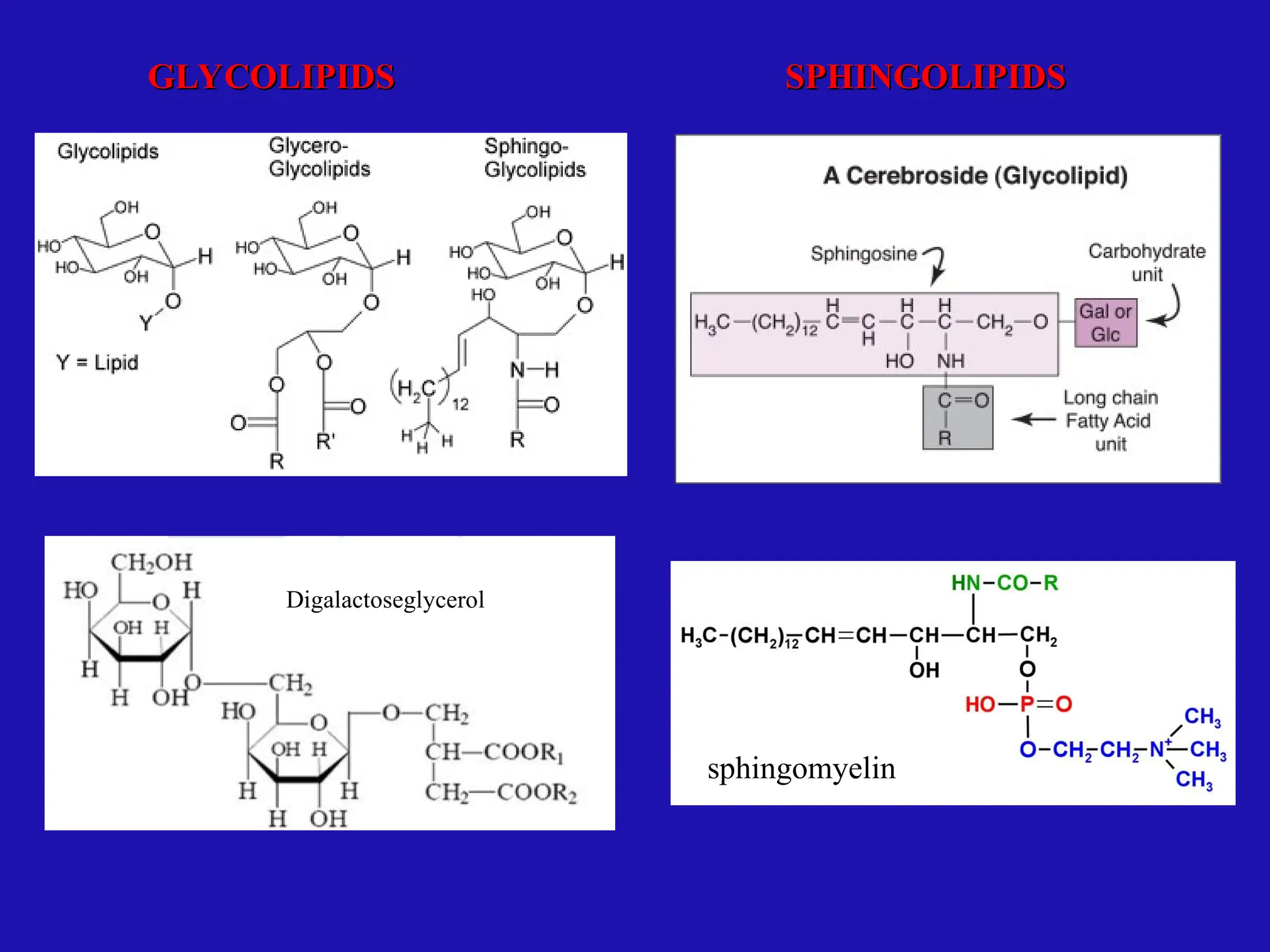 Lipids_structure_classification_functions.ppt