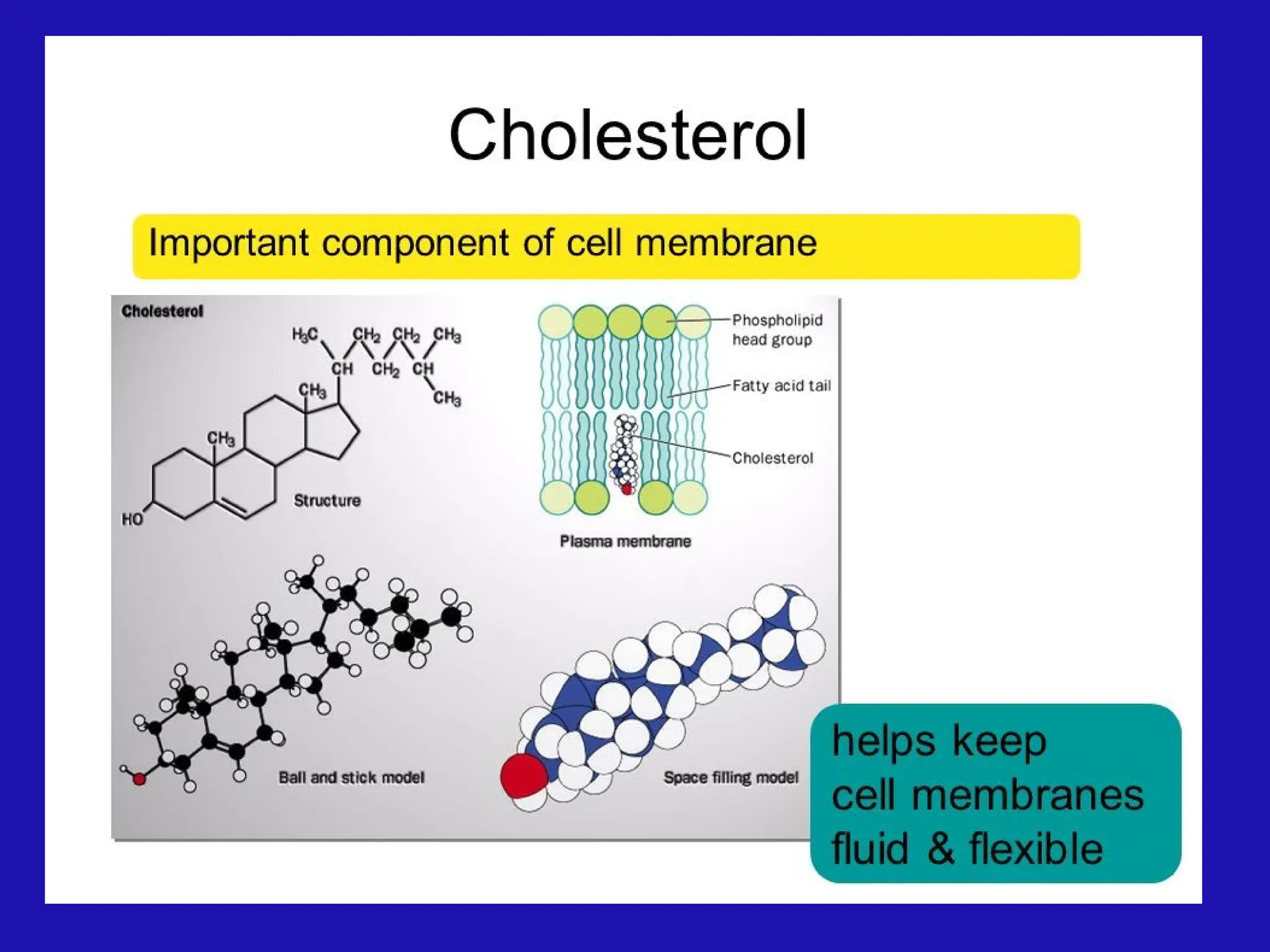 Lipids_structure_classification_functions.ppt