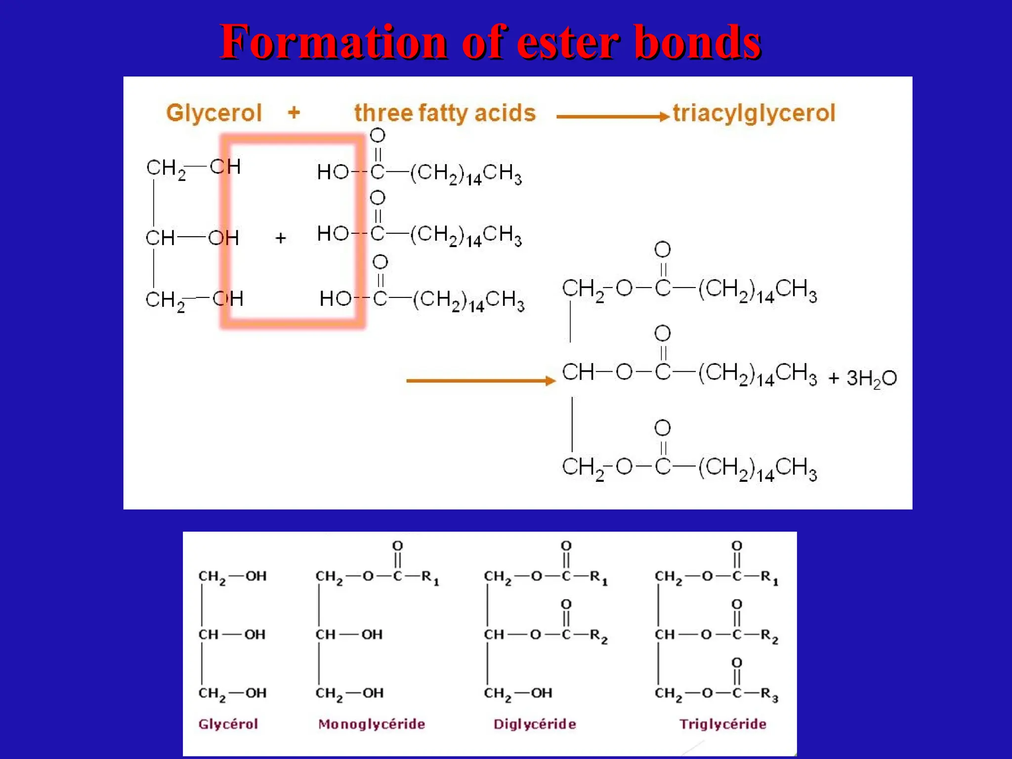 Lipids_structure_classification_functions.ppt