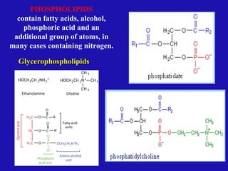 Lipids_structure_classification_functions.ppt