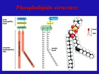 Lipids_structure_classification_functions.ppt