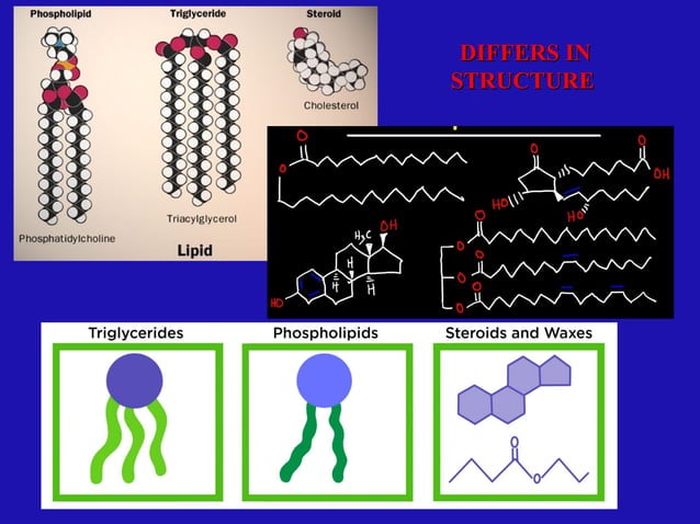 Lipids_structure_classification_functions.ppt