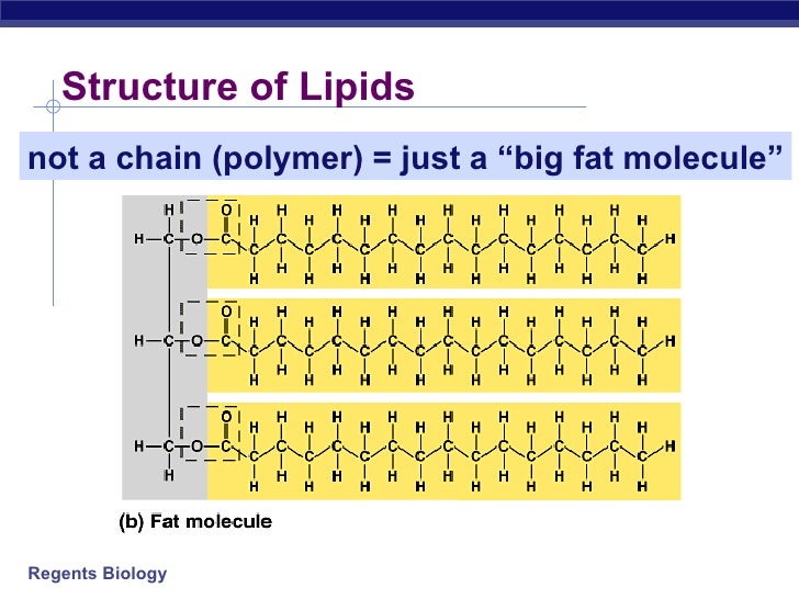 Lipids student