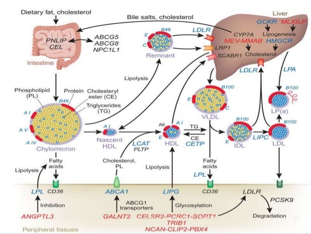 Lipids transport