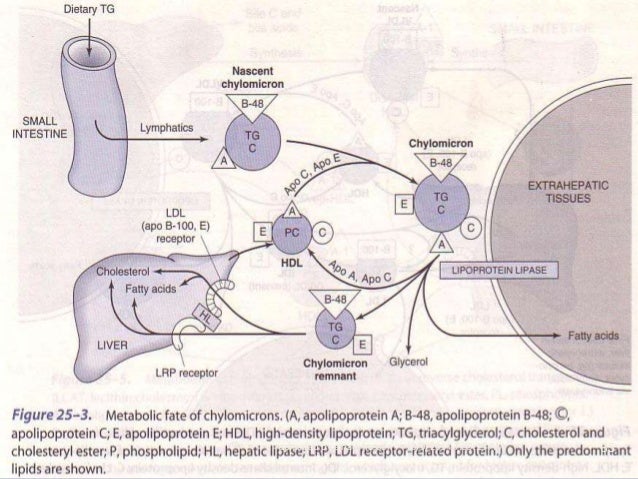 Lipids transport