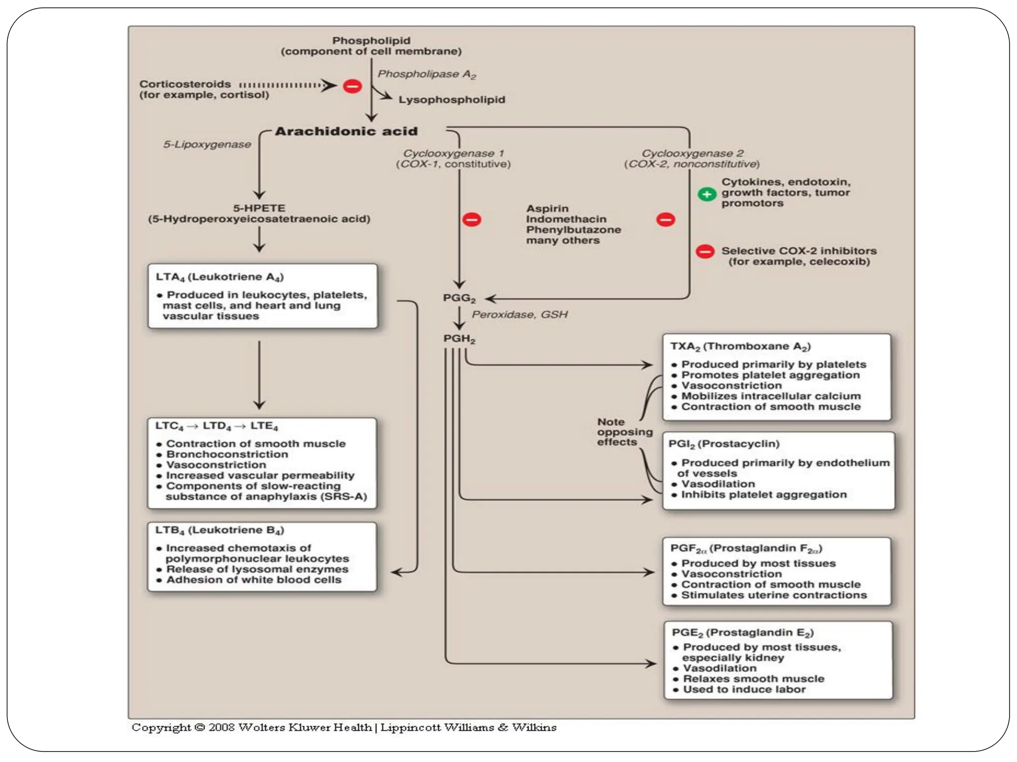 Lipid Structure and Function Biochemistry | PDF