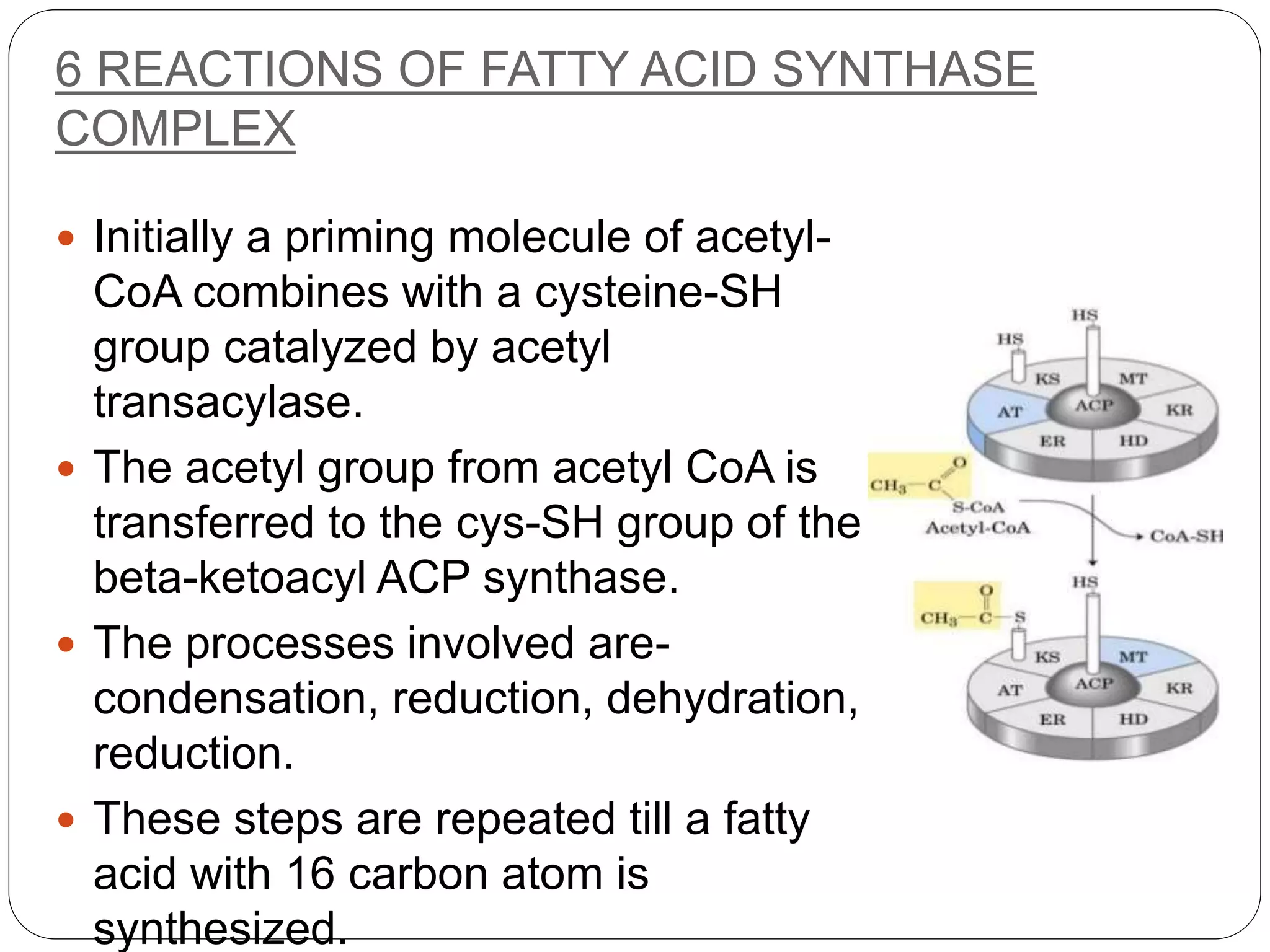 Lipid synthesis and transport | PPTX