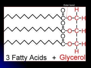 LIPIDS | PPT