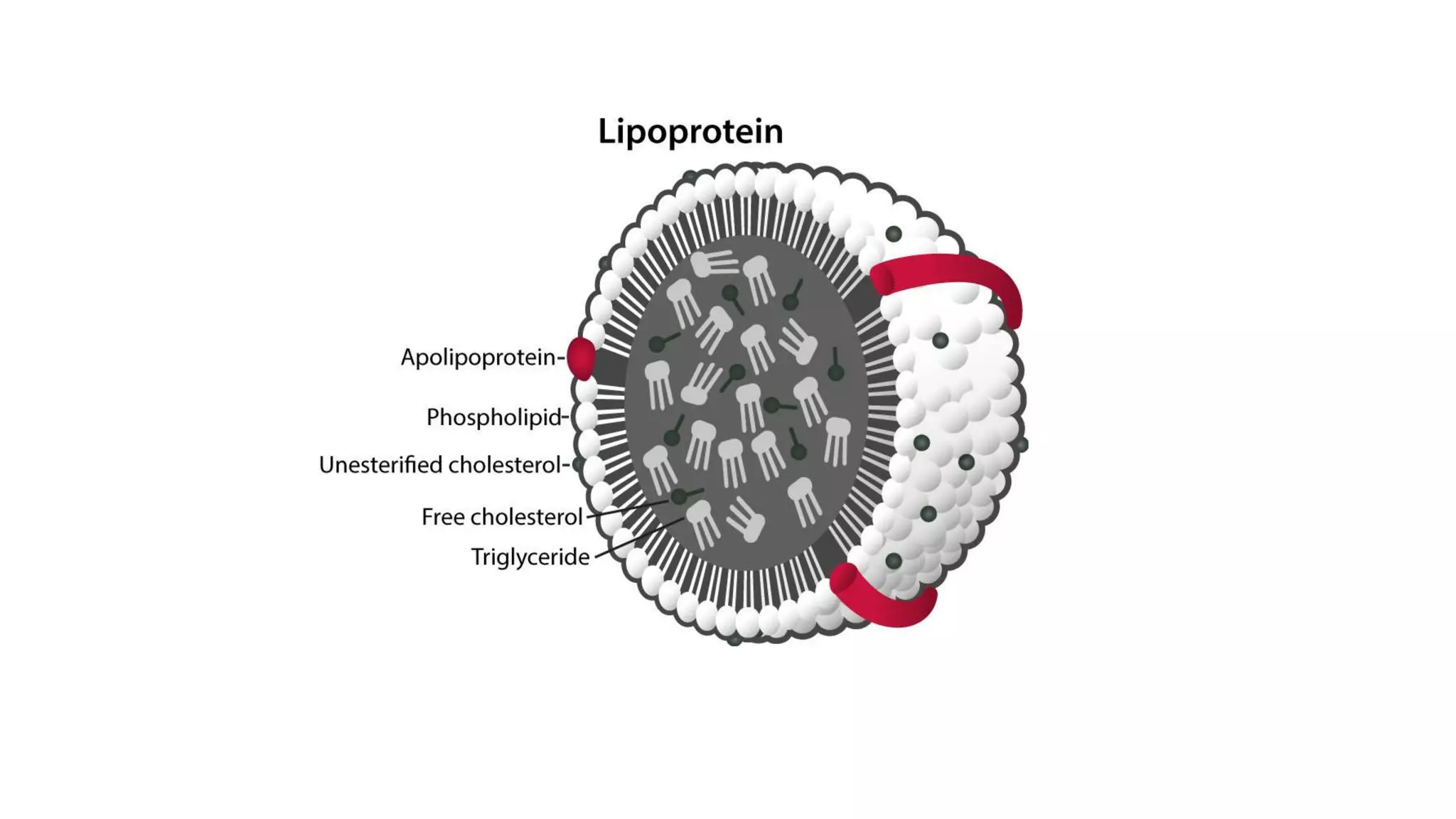 LIPID TRANSPORT.pptx