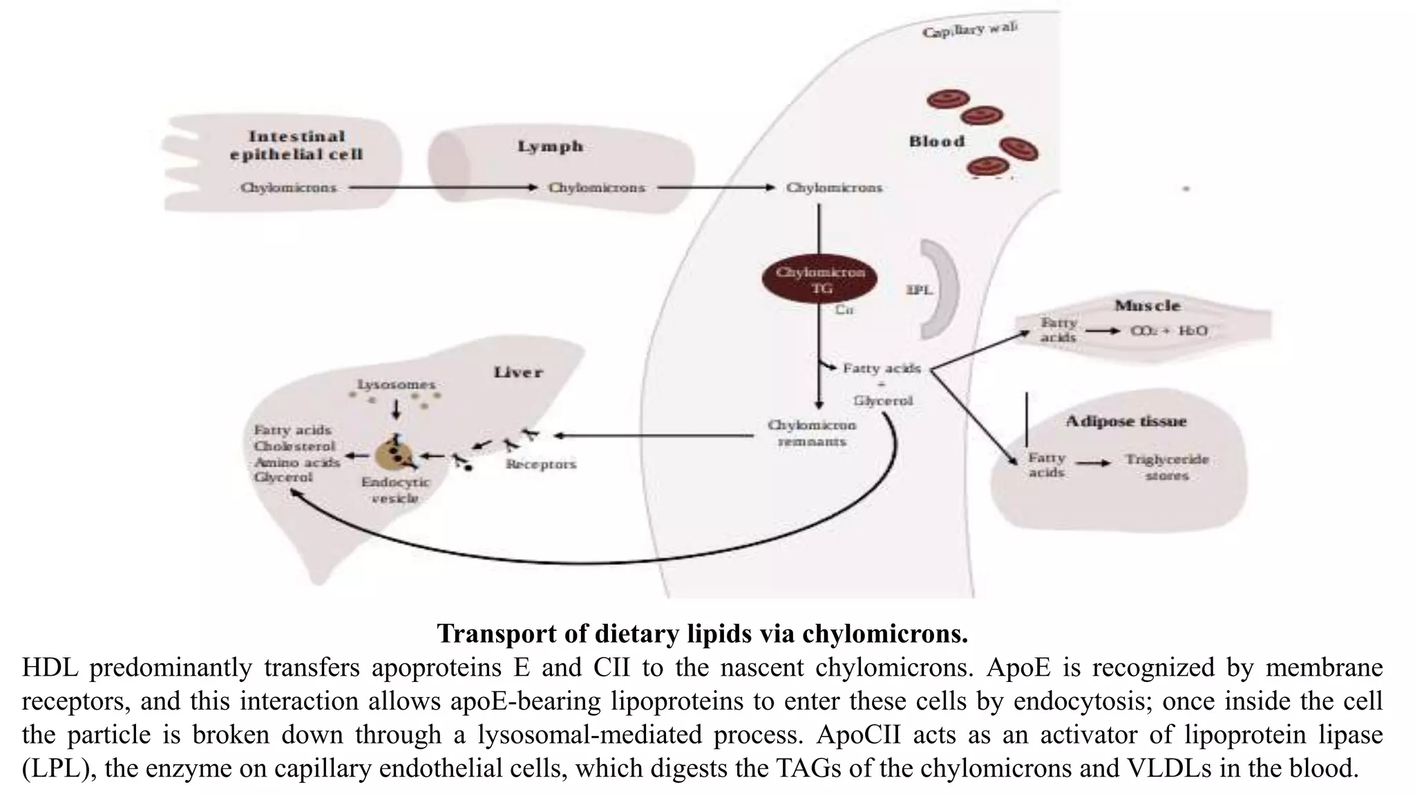 LIPID TRANSPORT.pptx