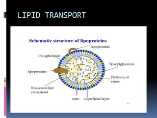 Lipid transport 2020 | PPT