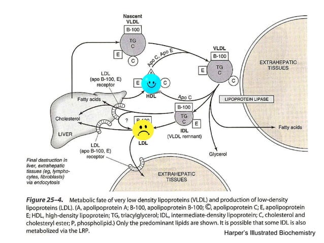 Lipid Transport And Storage