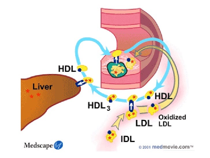 Lipid Transport And Storage