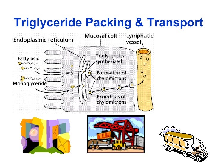 Lipid Transport And Storage