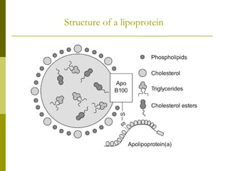 LIPO-PROTEINS, STRUCTURE ABD FUNCTION pptx | PPT