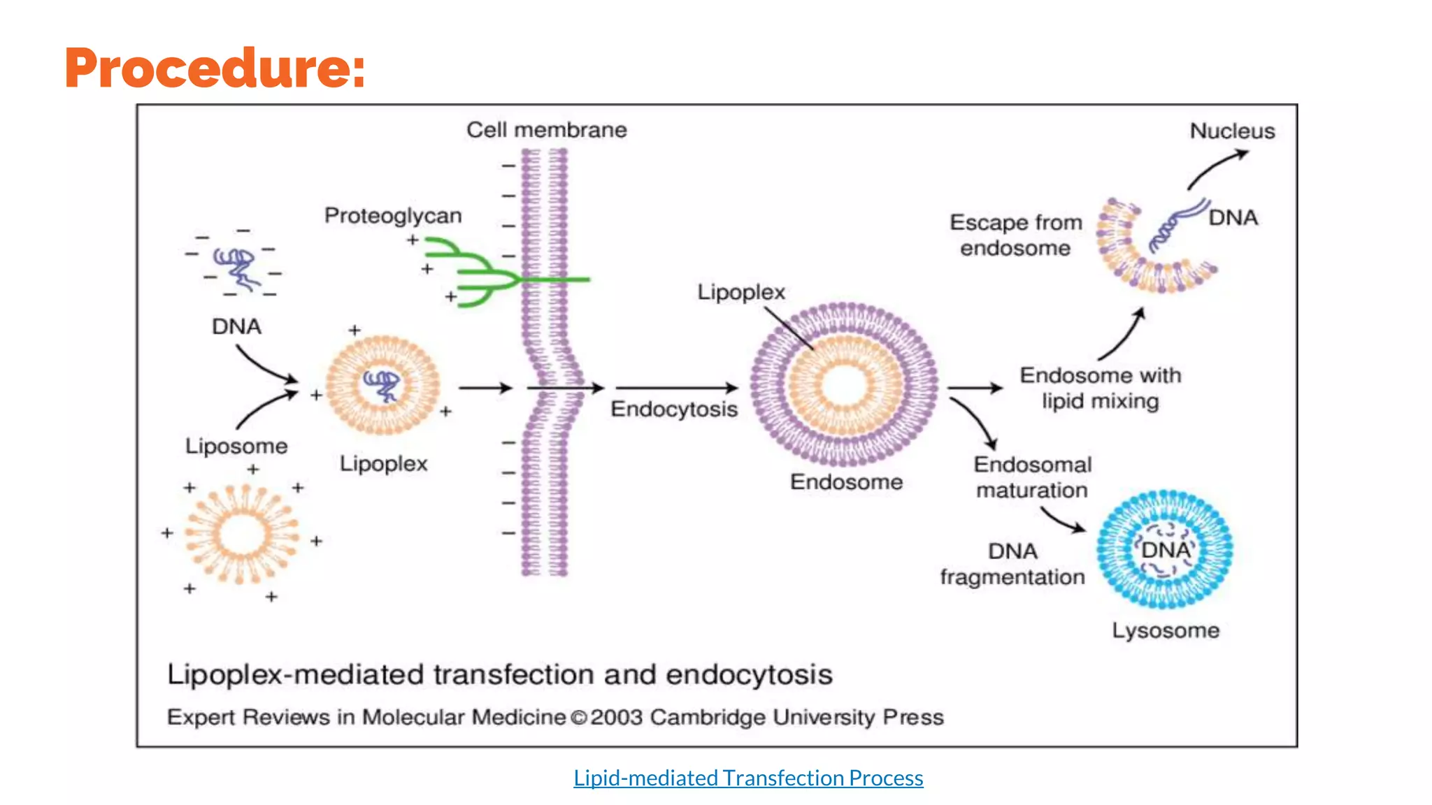 Lipofection | PPTX | Genetics | Science