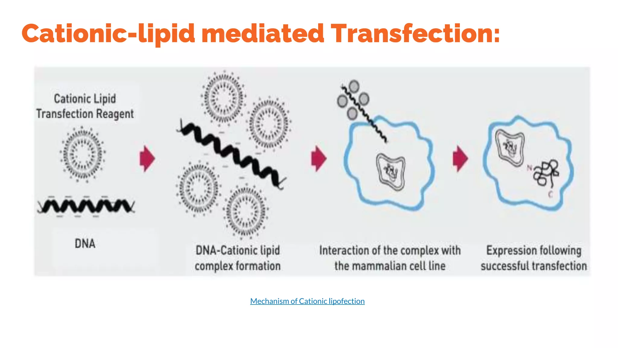 Lipofection | PPTX | Genetics | Science
