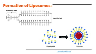Lipofection | PPTX | Genetics | Science
