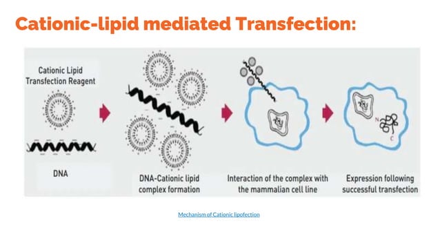 Lipofection | PPTX | Genetics | Science