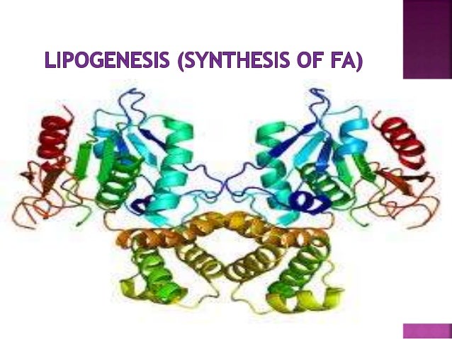 Lipogenesis