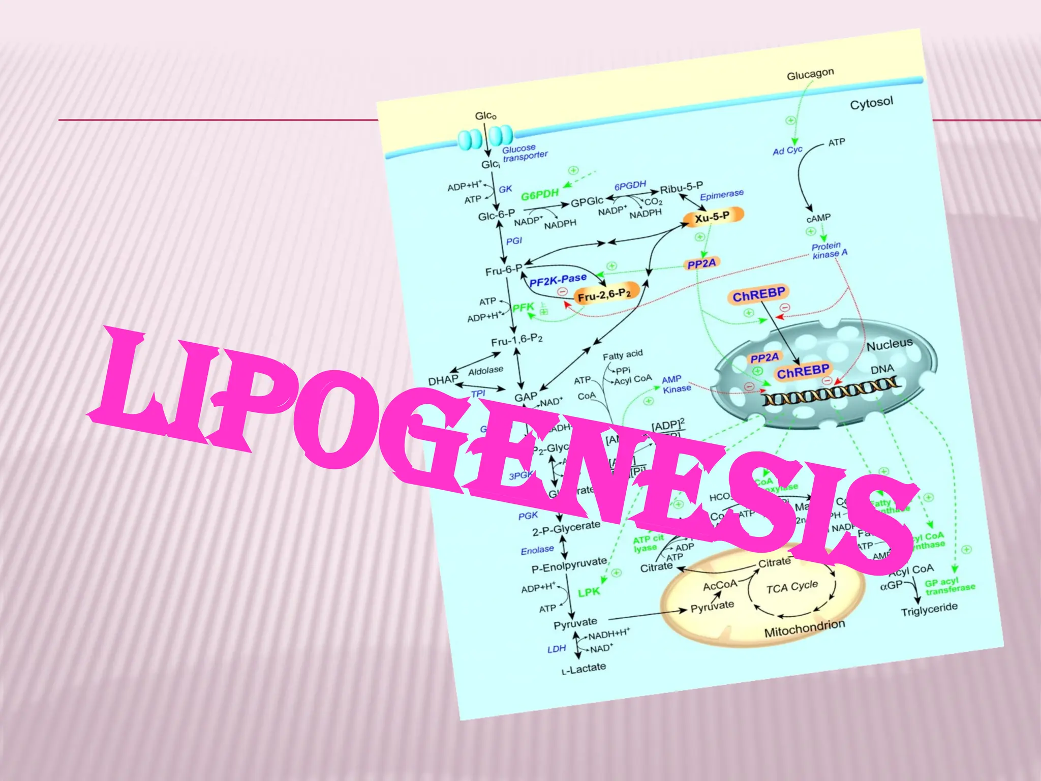 Lipogenesis_ BIOCHEMISTRY, BSED SCIENCE student | PPTX