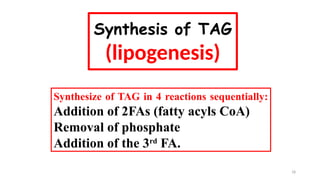 lipogenesis lipolysis health material explain | PPTX