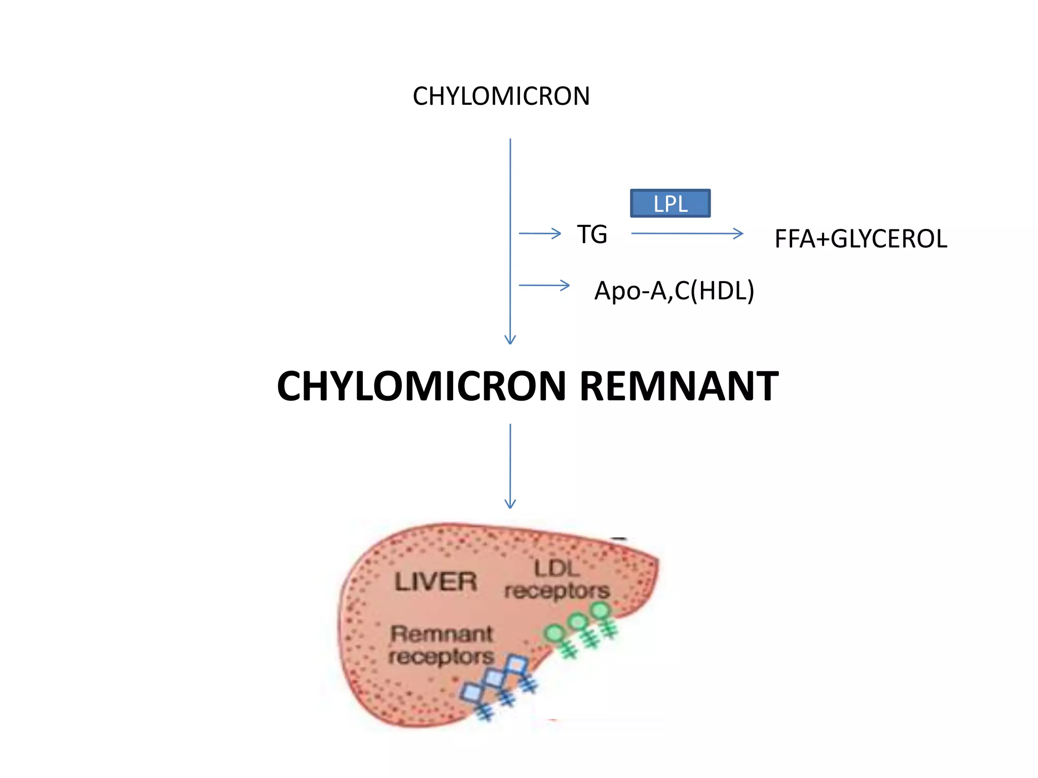 Lipoprotein metabolism, | PPTX